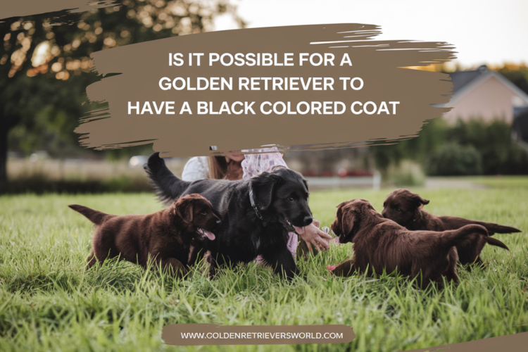 Celebrating National Golden Retriever Day on February 3rd